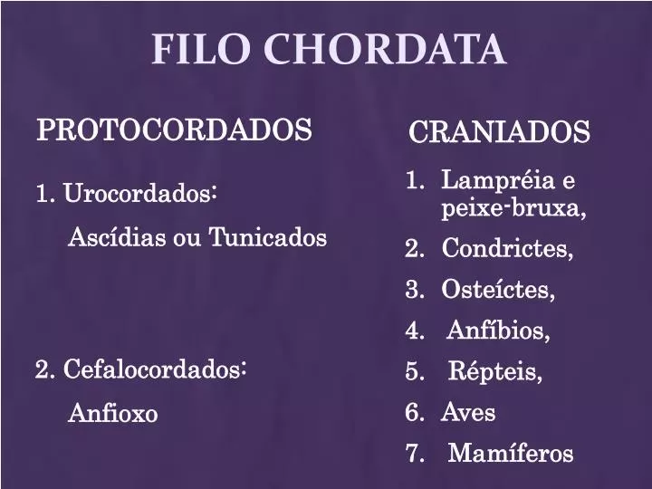 PPT - FILO CHORDATA PowerPoint Presentation, free download - ID:5383977