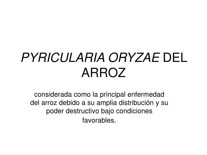 PPT - PYRICULARIA ORYZAE DEL ARROZ PowerPoint Presentation, free ...