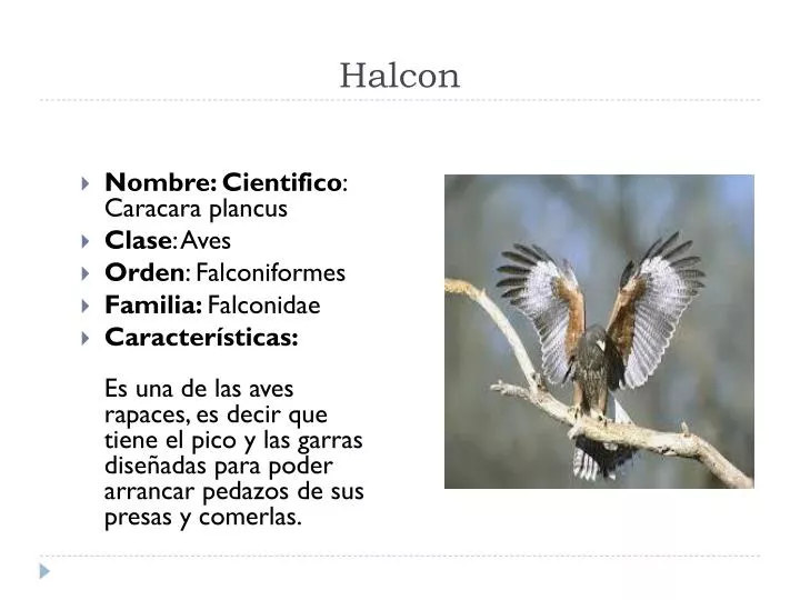 PPT - Halcon PowerPoint Presentation, free download - ID:5386031