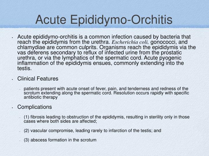 PPT - Endocrine, Reproductive and Urinary System Review PowerPoint ...