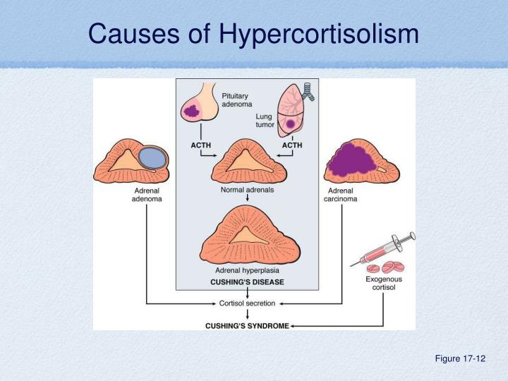 PPT - Endocrine, Reproductive and Urinary System Review PowerPoint ...