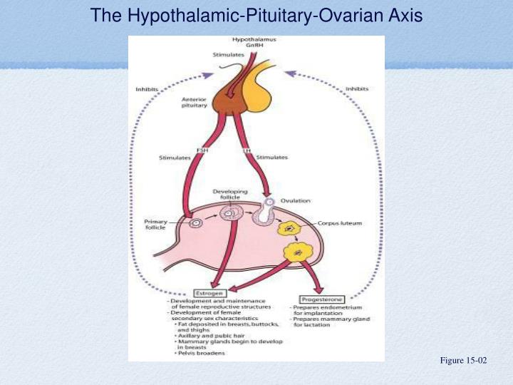PPT - Endocrine, Reproductive and Urinary System Review PowerPoint ...