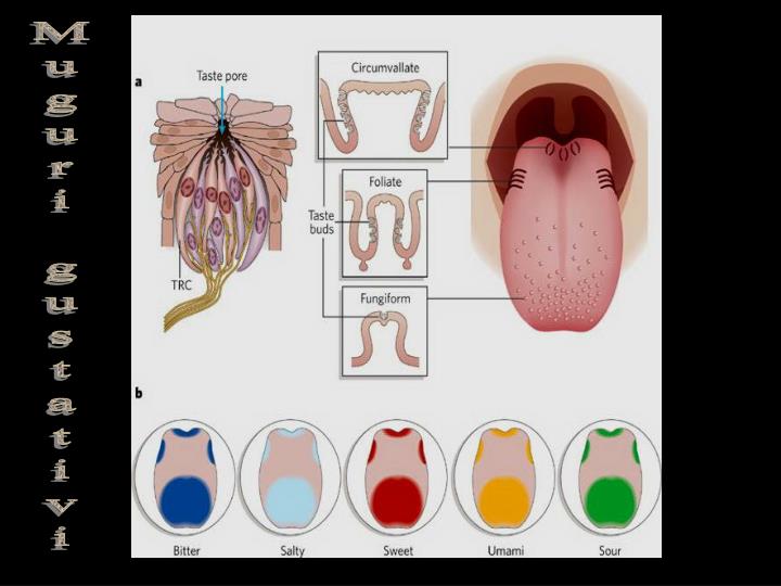 PPT - Analizatorul gustativ PowerPoint Presentation - ID:5387581