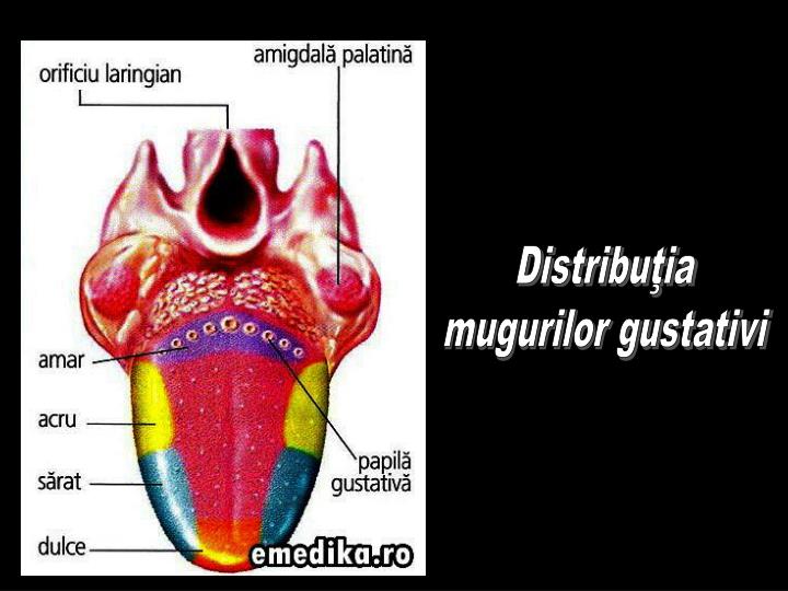 PPT - Analizatorul gustativ PowerPoint Presentation - ID:5387581