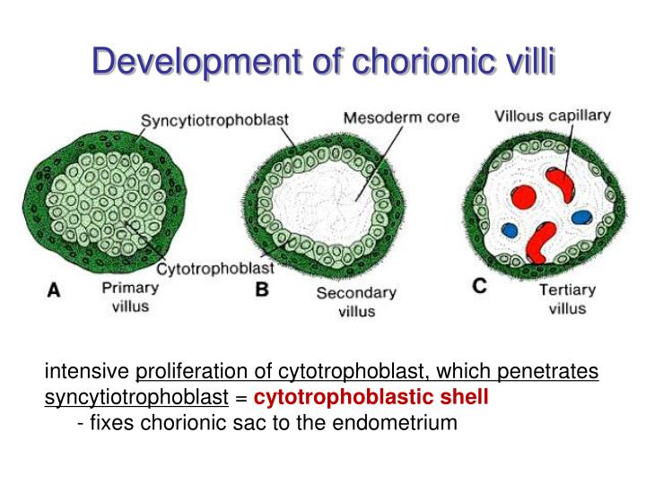 PPT - Nutrition of embryo and fetus PowerPoint Presentation - ID:5387962
