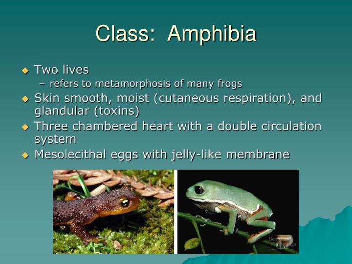 PPT - Vertebrates PowerPoint Presentation - ID:5388096