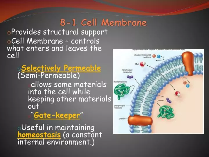 PPT - 8-1 Cell Membrane PowerPoint Presentation, free download - ID:5388116 PPT - 8-1 Cell Membrane PowerPoint Presentation, free download - ID:5388116