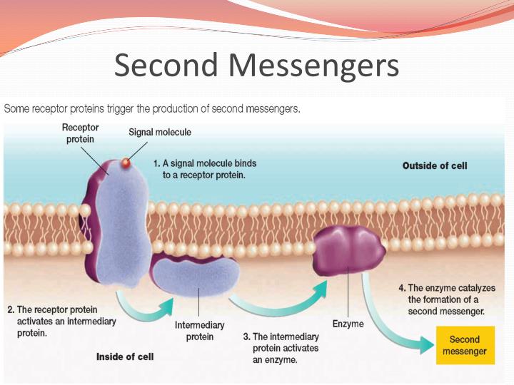 PPT - 8-1 Cell Membrane PowerPoint Presentation - ID:5388116