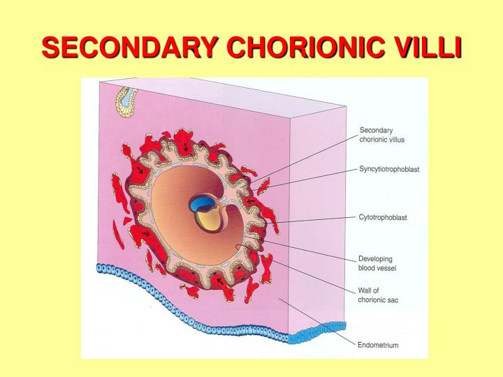 PPT - BILAMINAR & TRILAMINAR EMBRYONIC DISCS PowerPoint Presentation ...