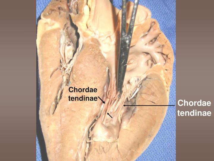 PPT - Sheep Heart Dissection 101 PowerPoint Presentation - ID:5388549