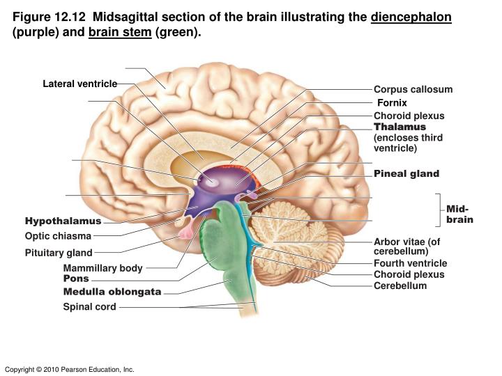 PPT - Figure 12.24 Meninges: dura mater, arachnoid mater, and pia mater ...
