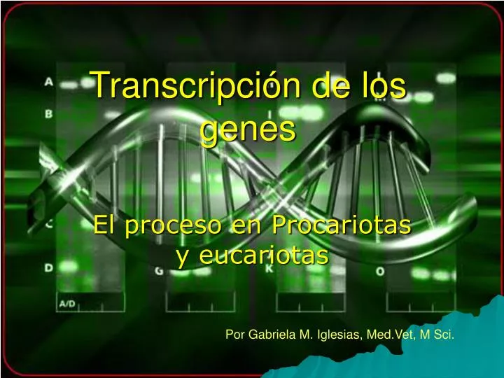 PPT - Transcripción de los genes PowerPoint Presentation, free download ...