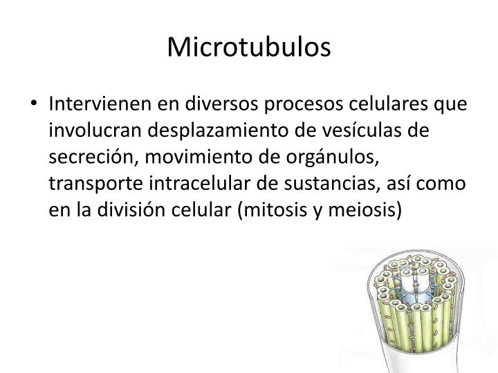 PPT - Célula animal PowerPoint Presentation - ID:5389774