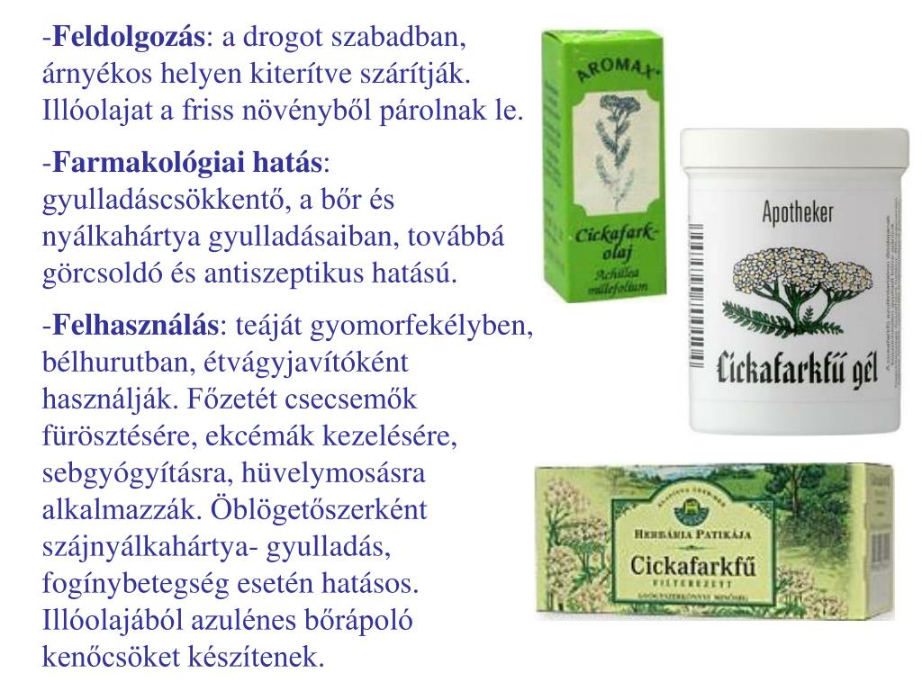 PPT - Közönséges cickafark ( Achillea millefolium ) PowerPoint ...
