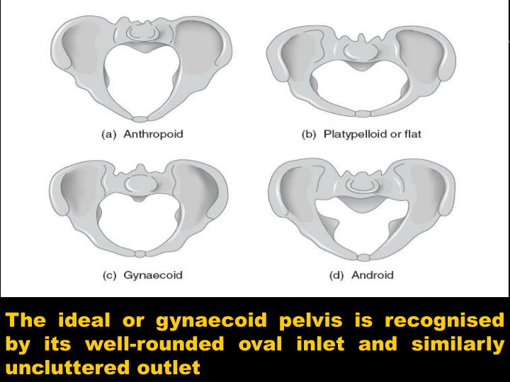 PPT - Female Pelvic Anatomy PowerPoint Presentation - ID:5391607