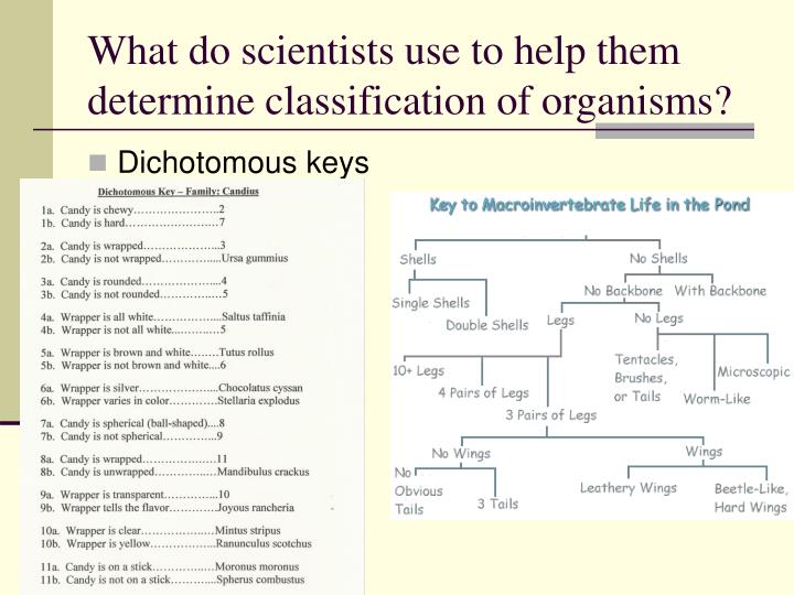 PPT - Dichotomous keys use multiple steps which compare ...