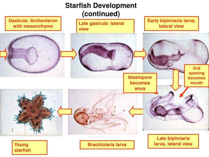PPT - Echinoderms PowerPoint Presentation - ID:5392681