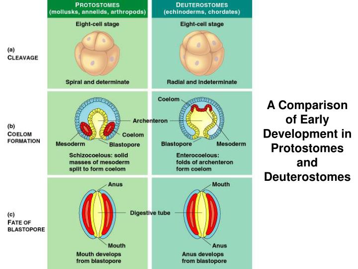 PPT - Echinoderms PowerPoint Presentation - ID:5392681
