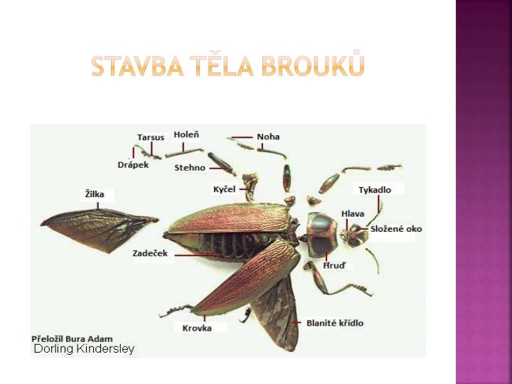 PPT - Brouci PowerPoint Presentation - ID:5393925
