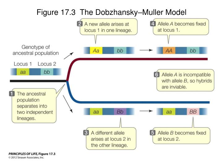 PPT - Chapter 17 Opener PowerPoint Presentation - ID:5394335