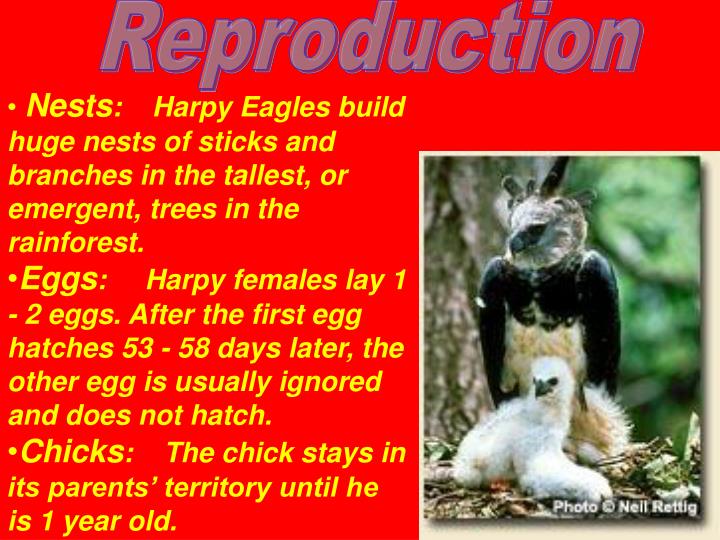 PPT - The Harpy Eagle PowerPoint Presentation - ID:5395040
