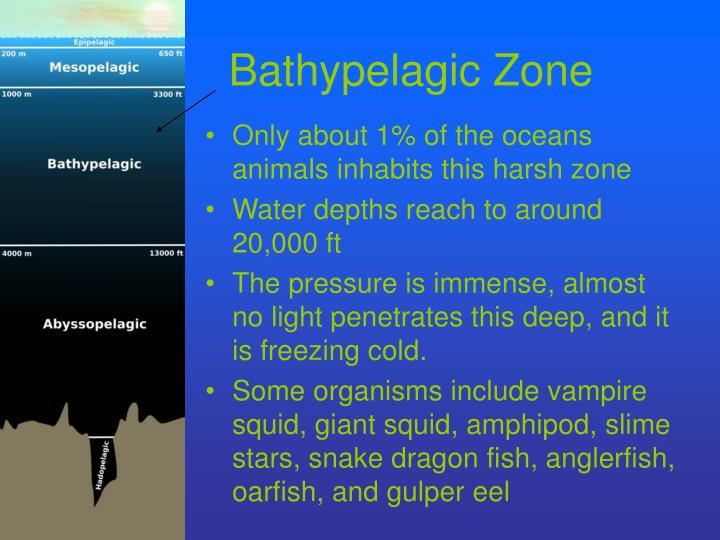 PPT - Zones of the Ocean PowerPoint Presentation - ID:5396288