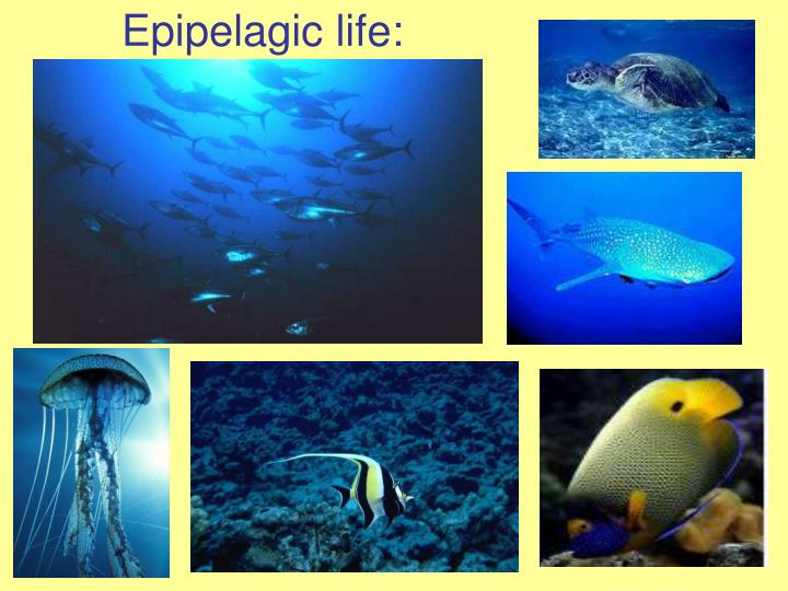 PPT - Zones of the Ocean PowerPoint Presentation - ID:5396288