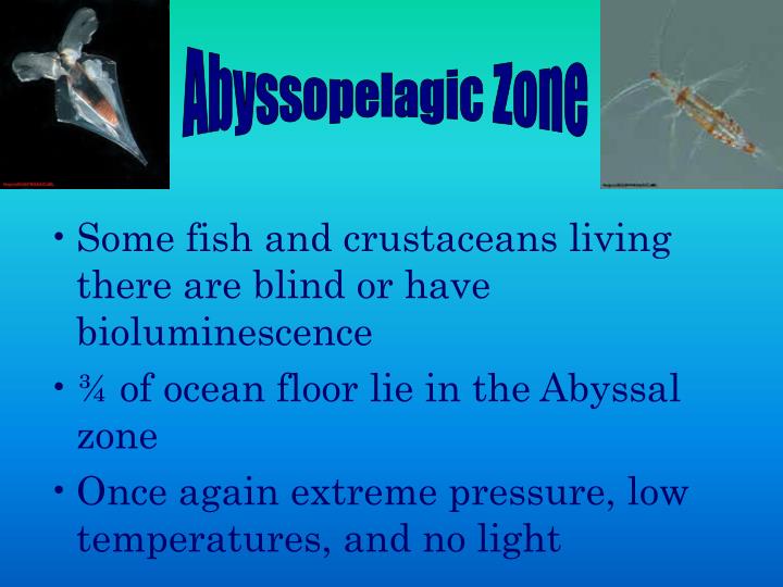 PPT - Zones of the Ocean PowerPoint Presentation - ID:5396288