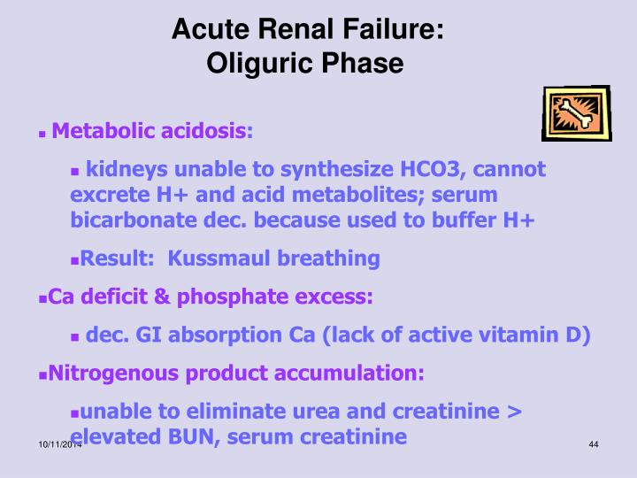 PPT - Renal A & P -excellent site for renal pathophysiology PowerPoint ...