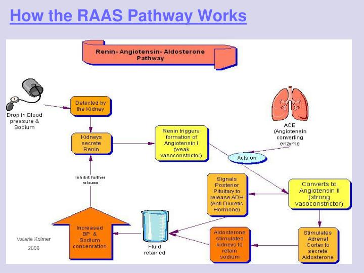 PPT - Renal A & P -excellent site for renal pathophysiology PowerPoint ...