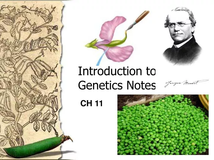 PPT - Introduction to Genetics Notes PowerPoint Presentation, free ...