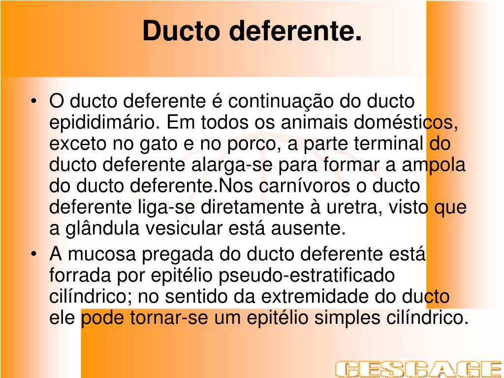 Função Dos Ductos Deferentes - FDPLEARN