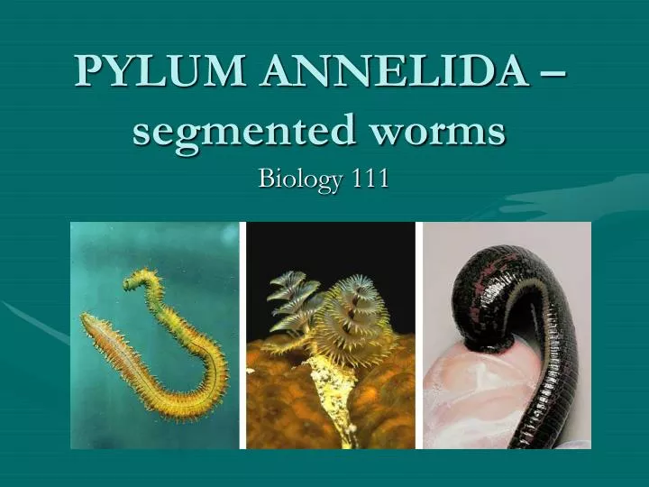 PPT - PYLUM ANNELIDA – segmented worms PowerPoint Presentation, free ...