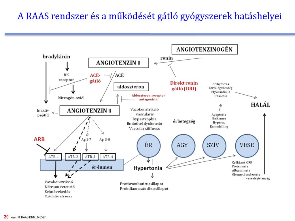 PPT - A RAAS rendszer aktivitása hypertonia betegségben, okok ...