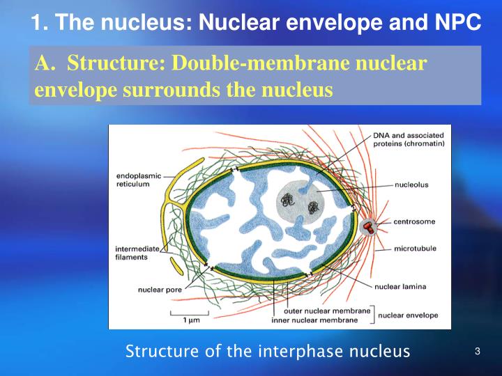 PPT - The cell Nucleus PowerPoint Presentation - ID:5399108