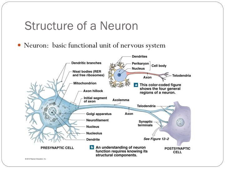 PPT - Chapter 12: Neural Tissue PowerPoint Presentation - ID:5401631