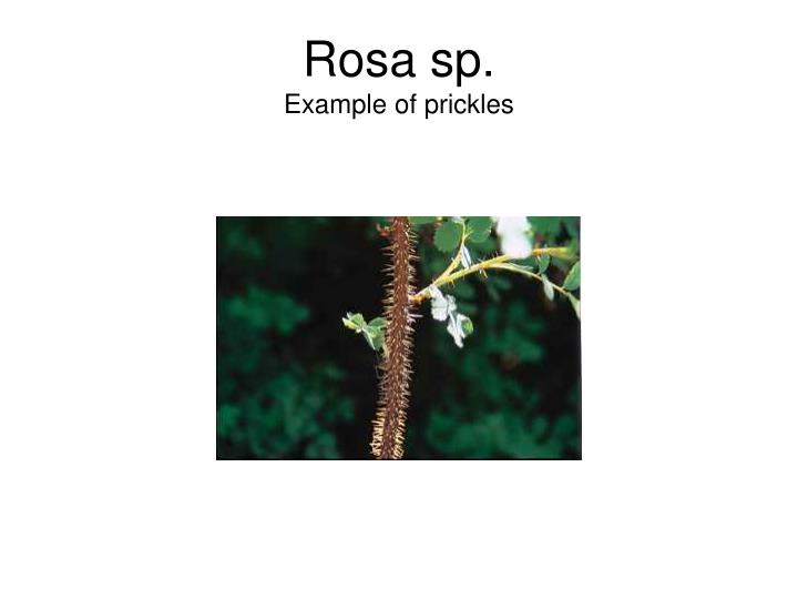 PPT - VEGETATIVE MORPHOLOGY PowerPoint Presentation - ID:5402102