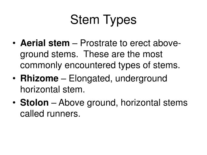 PPT - VEGETATIVE MORPHOLOGY PowerPoint Presentation - ID:5402102