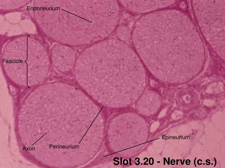 PPT - Slot 3.1 - Diagram of Neuron PowerPoint Presentation - ID:5402103