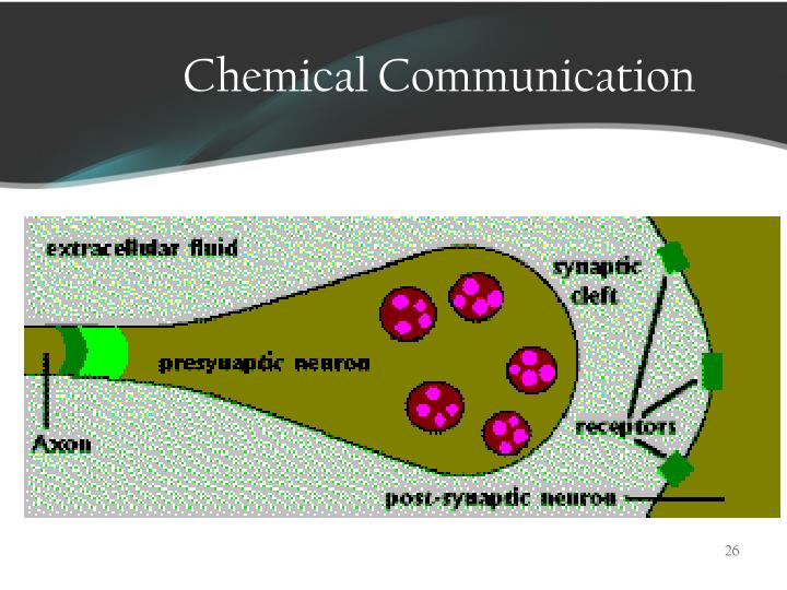 PPT - How is the Nervous System Organized? PowerPoint Presentation - ID ...