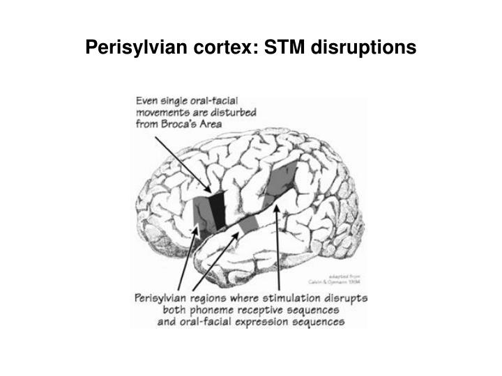PPT - Neuron Structure PowerPoint Presentation - ID:5402152
