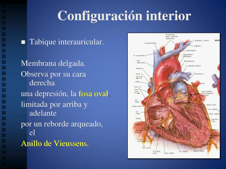 PPT - ANATOMÍA CARDIACA PowerPoint Presentation - ID:5402359