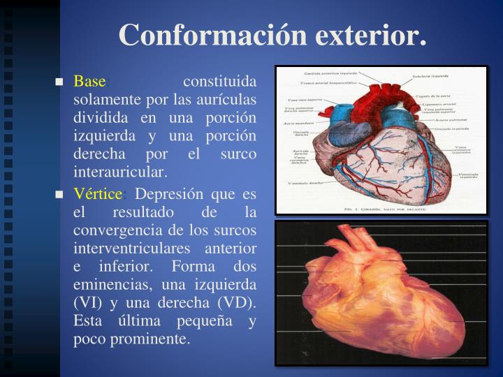 PPT - ANATOMÍA CARDIACA PowerPoint Presentation - ID:5402359