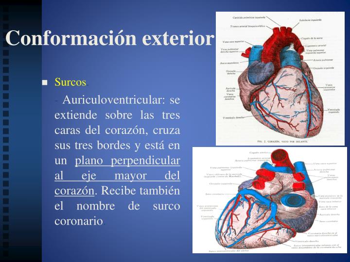 PPT - ANATOMÍA CARDIACA PowerPoint Presentation - ID:5402359