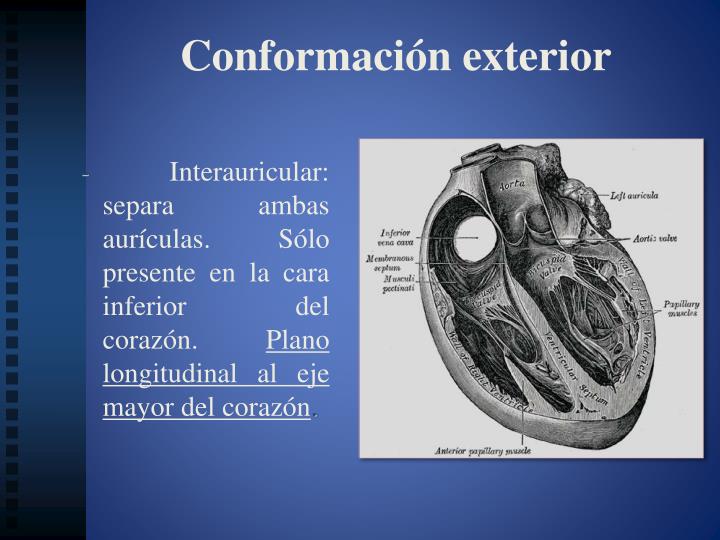 PPT - ANATOMÍA CARDIACA PowerPoint Presentation - ID:5402359