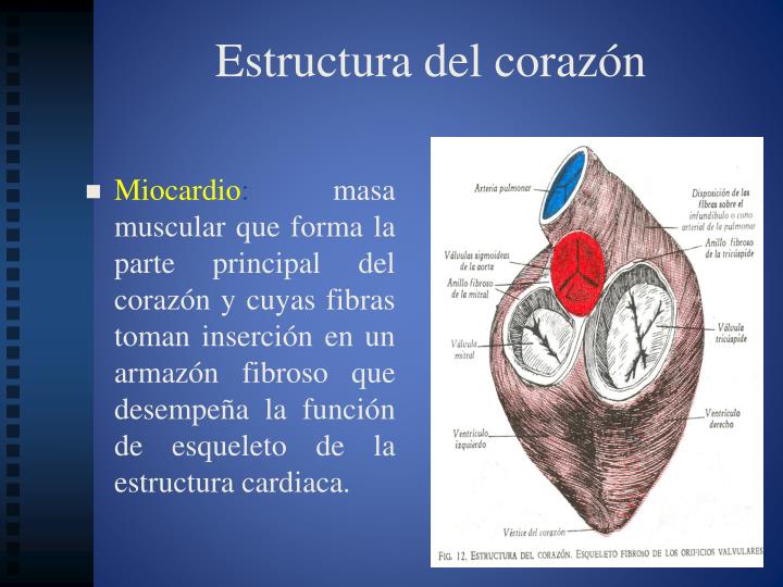 PPT - ANATOMÍA CARDIACA PowerPoint Presentation - ID:5402359