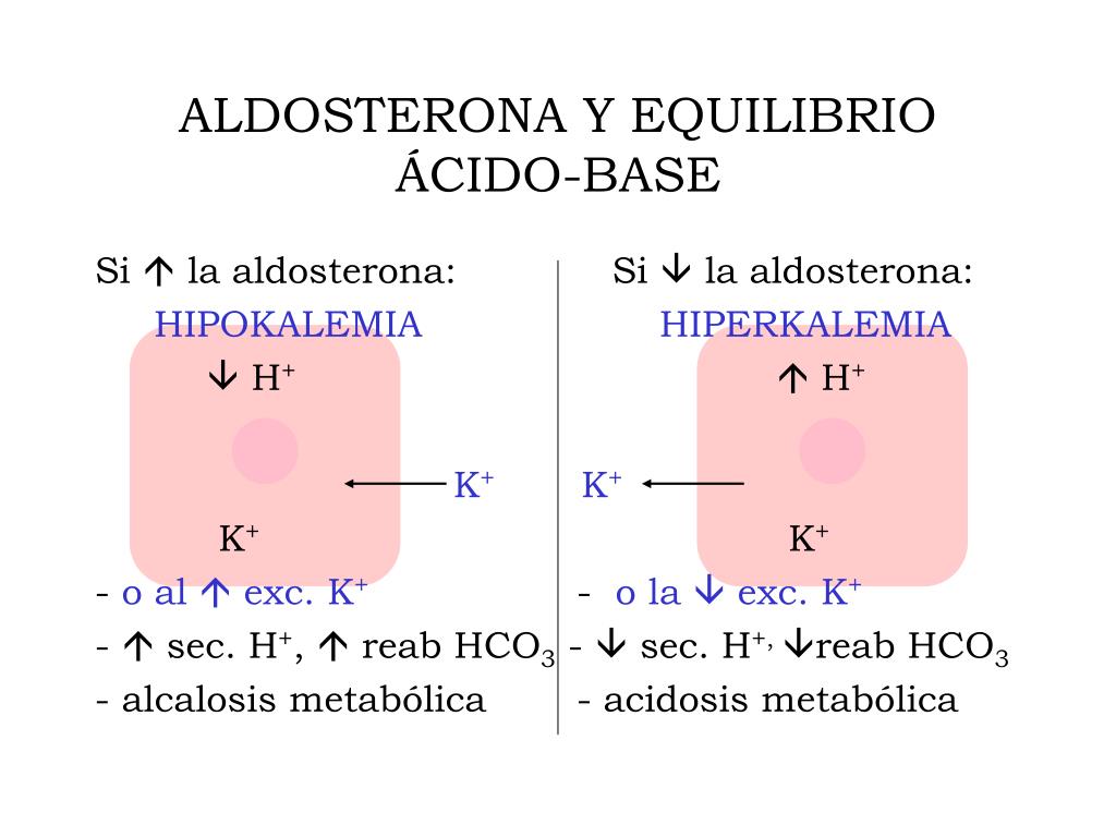 PPT - FISIOLOGÍA RENAL (ADH, Renina-Angiotensina-Aldosterona, FNA ...