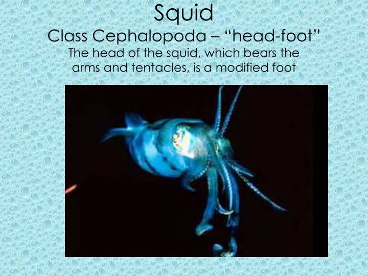 PPT - Squid Pen Invertebrate, no shell, but gladius (internal ...