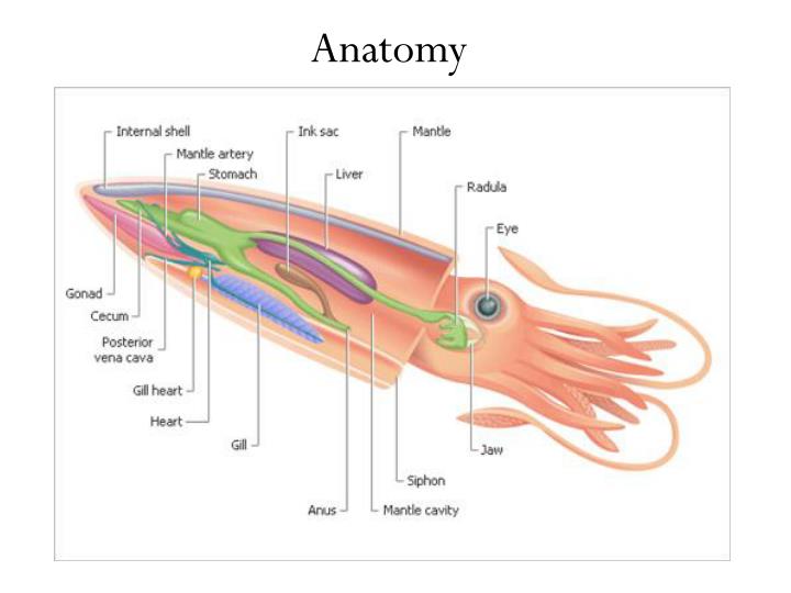PPT - Squids PowerPoint Presentation - ID:5403885