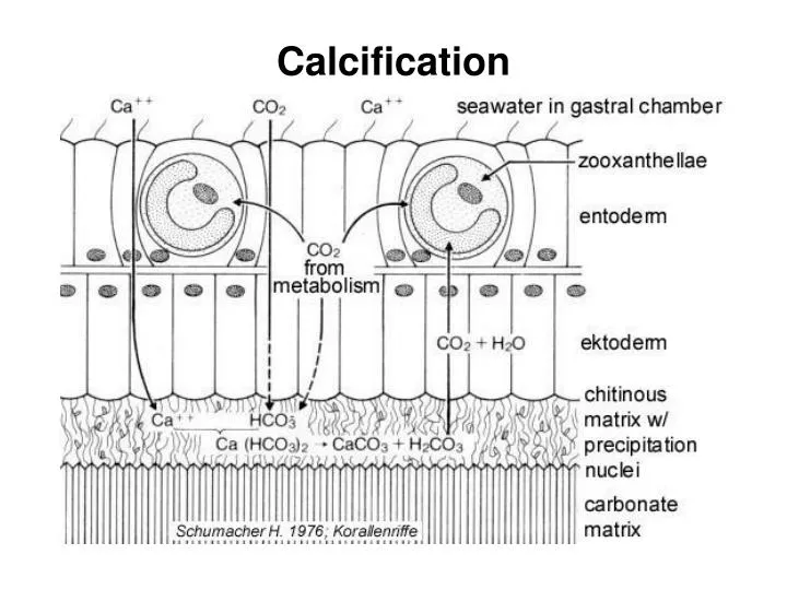 PPT - Calcification PowerPoint Presentation, free download - ID:5405293